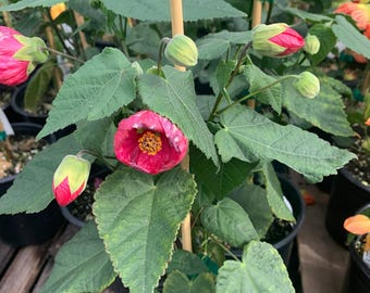 Abutilon ‘neon Rose’ 1 Live Plant 1-2ft Tall Ship in 6” Pot - Etsy
