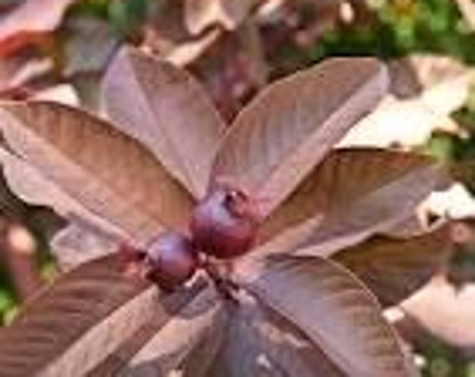 Malaysia Red Guava Tree - 1 Feet Tall - Ship in 6" Pot - Etsy