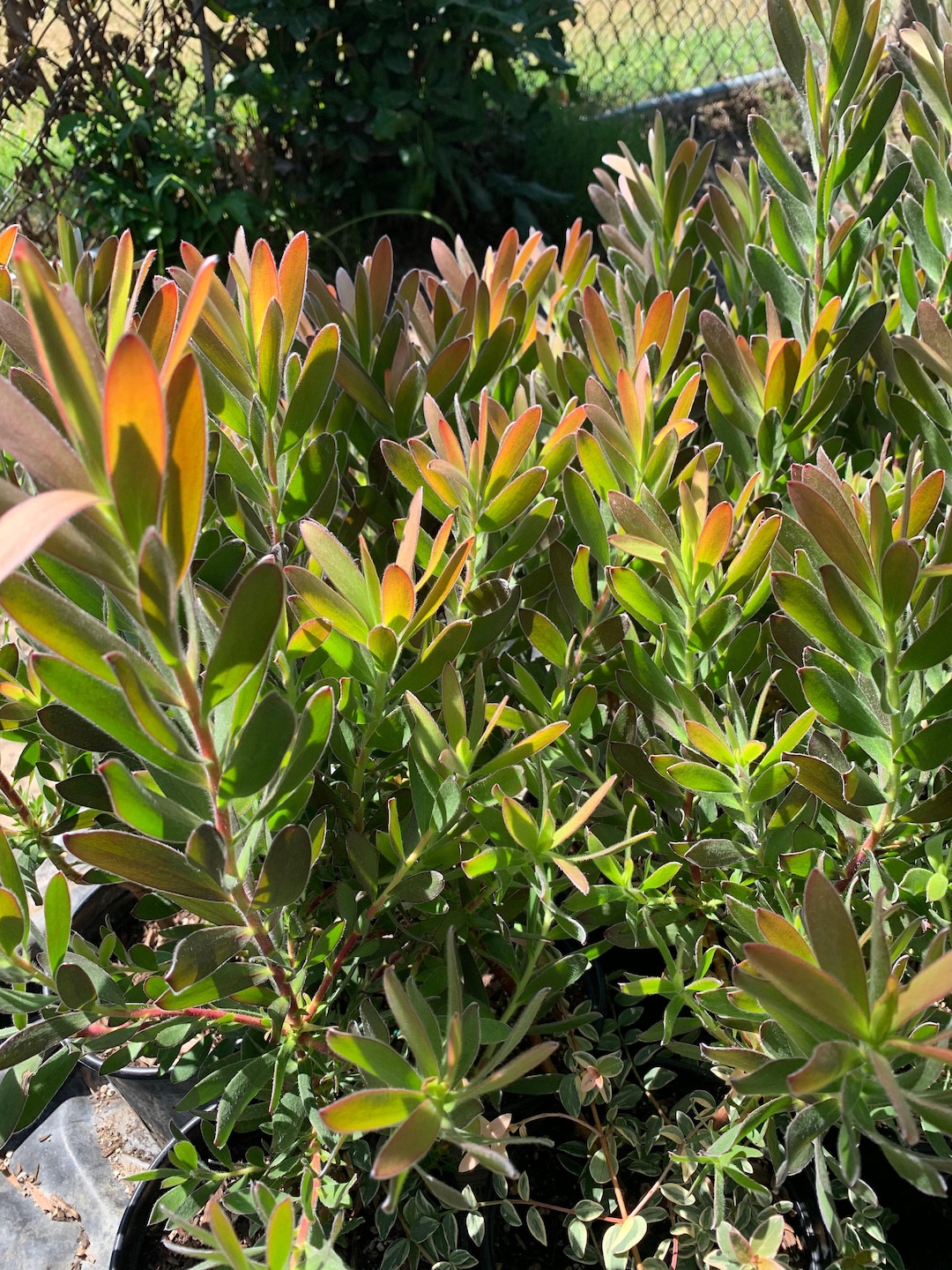 Leucadendron Safari Sunset 1 Live Plant Ship in 6" Pot - Etsy