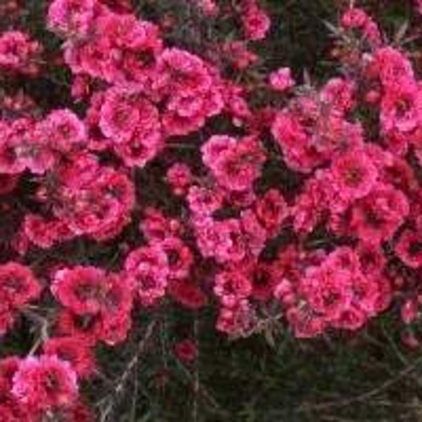 Ruby Glow Tea Tree Leptospermum - Etsy