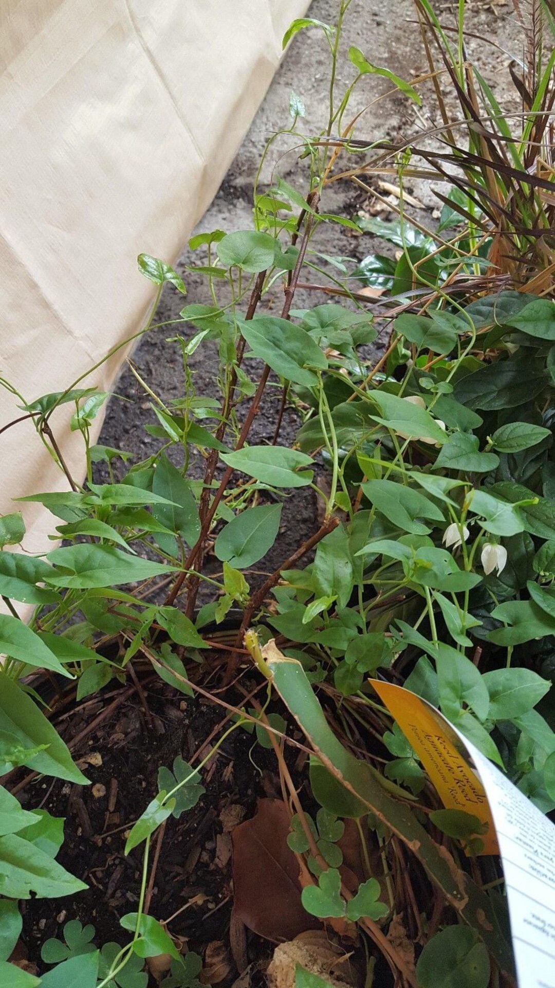 Fo Ti (polygonum Multiflorum) Hà Thủ ô Starter Plant Ship in 3" Tall ...
