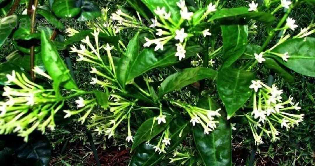 Night Blooming Jasmine (cestrum Nocturnum) Ship in 6" Pot - Etsy