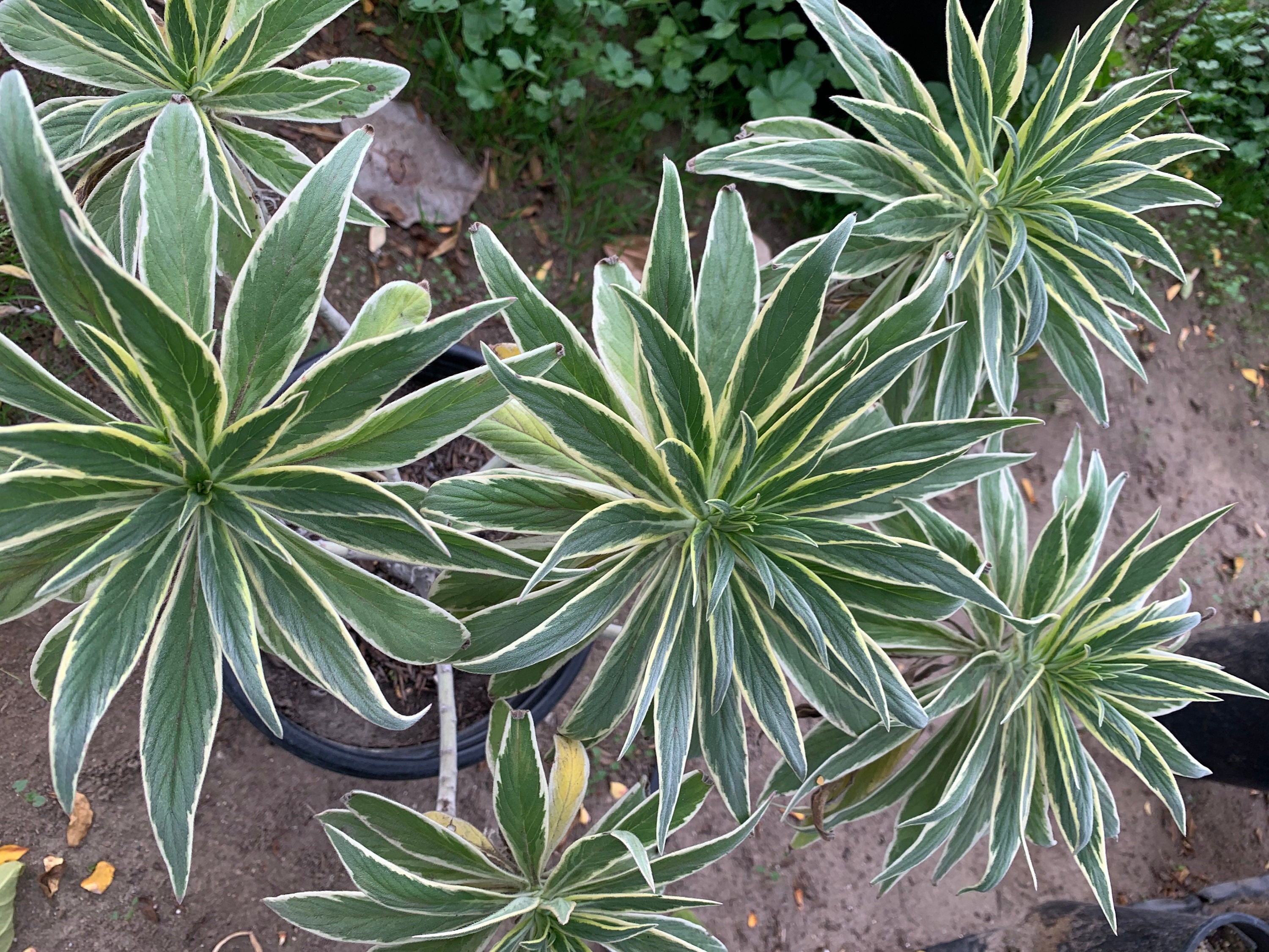6 to 1 Feet Tall Echium Candicans \u2018Star of Madeira\u2019-1 Starter ...