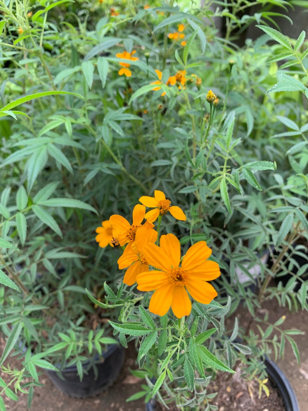 Tagetes Lemonii (mexican Bush Marigold) 1 Live Plant Ship in 6