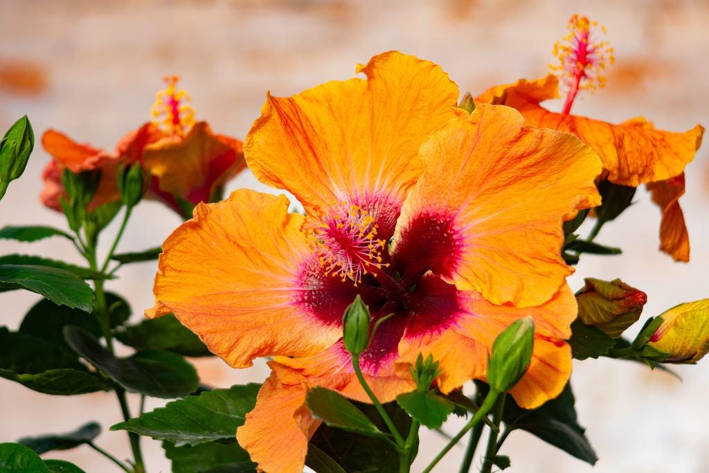 Hollywood Disco Diva Hibiscus 6 to 1 Feet Ship in 6 Pot - Etsy