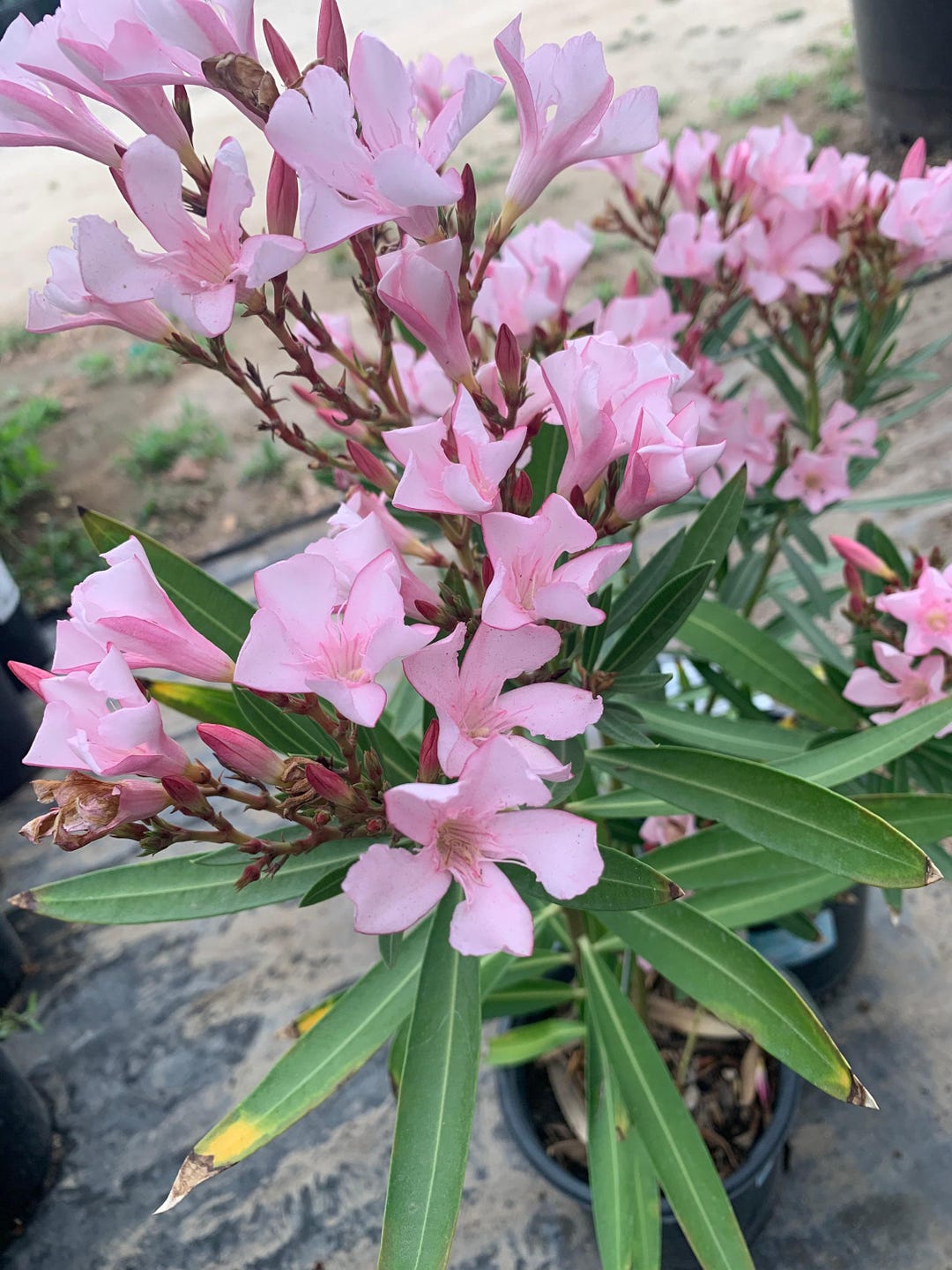 Petite Pink Oleander