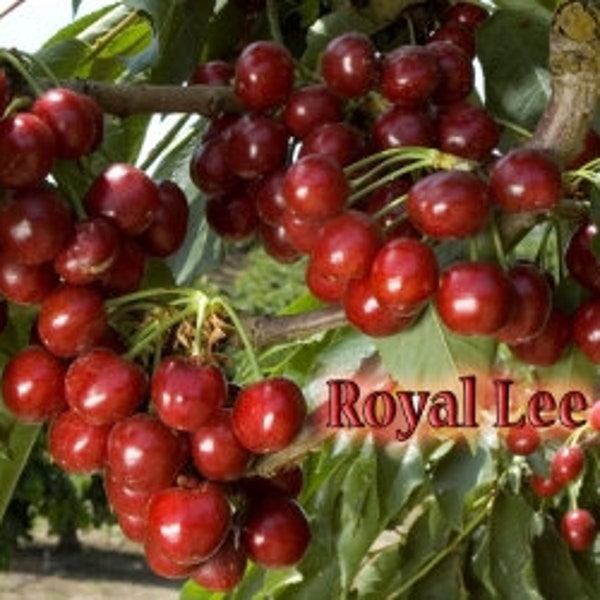 Minnie Royal Cherry Tree - Etsy