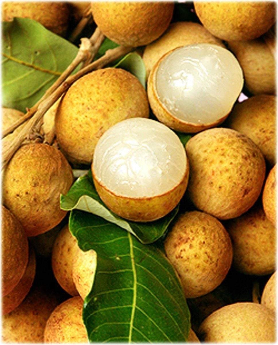 Longan Tree In Pot