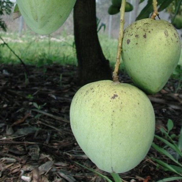 Dwarf Mango Tree - Etsy