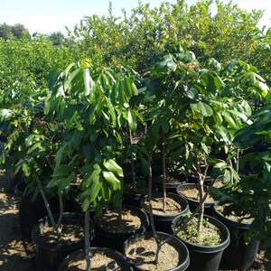 Longan Air Layered Tree -bigger Trunk - 3 to 4 Feet Tall - Ship in 3gal ...