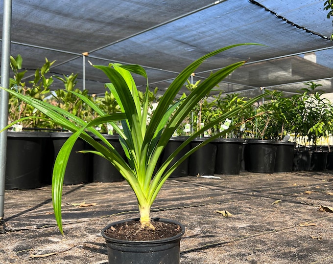 ONE Pandan Plant, Pandanus, Pandan in 4" Pot - Etsy