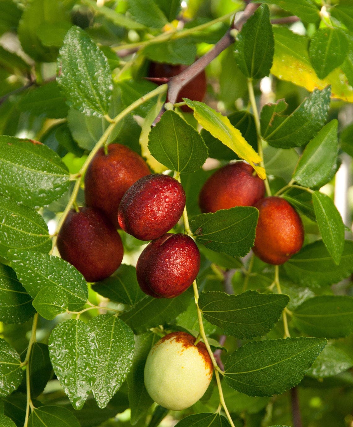 Shanxi Li Jujube Tree – Grafted, Larger Trunk (3gal Pot) - Etsy