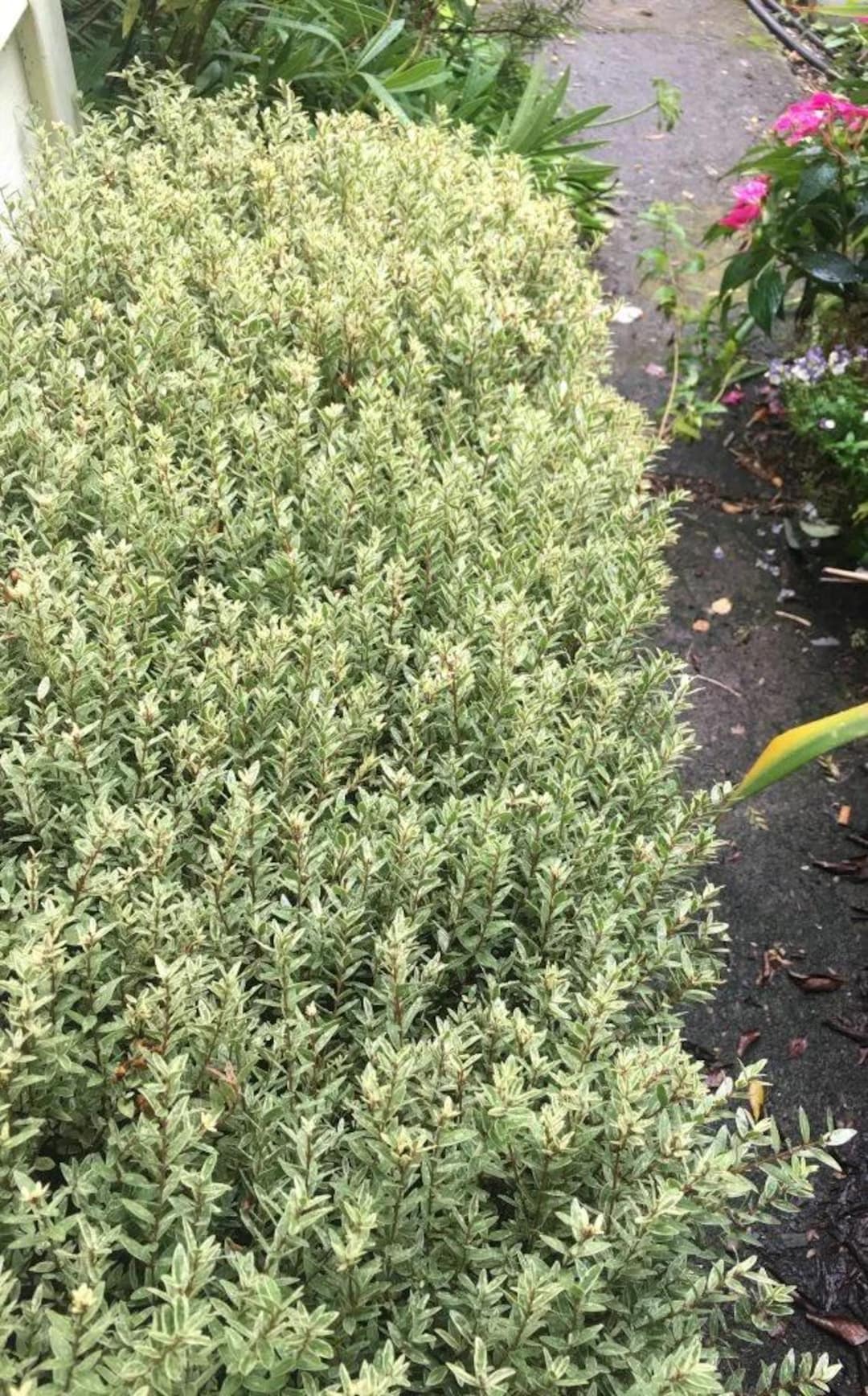 Myrtus Communis 'compacta Variegata' - Dwarf Myrtle - 1 Feet Tall ...