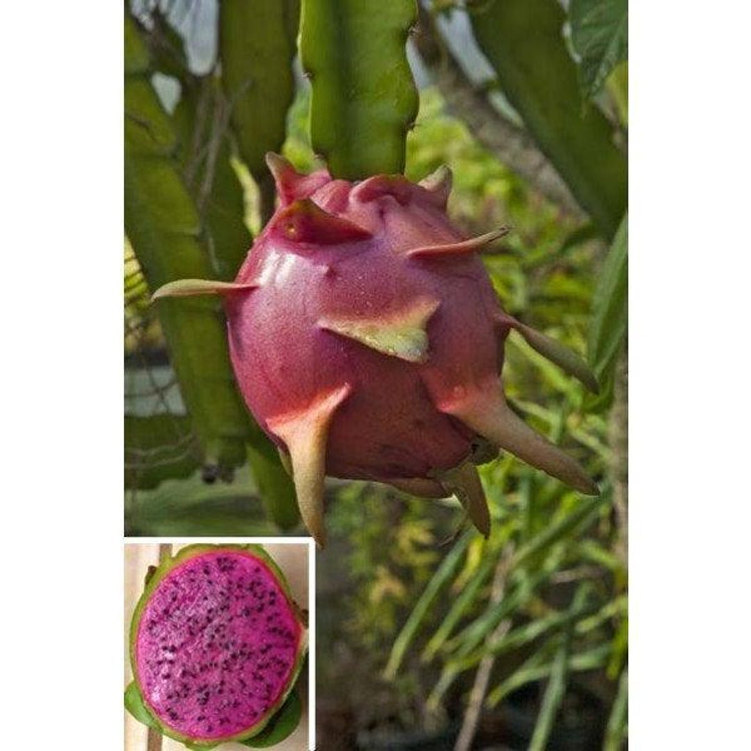 Dragon Fruit 'edgar's Baby' - 1 Plant - 1 Feet Tall - Ship in 1 Gal Pot ...