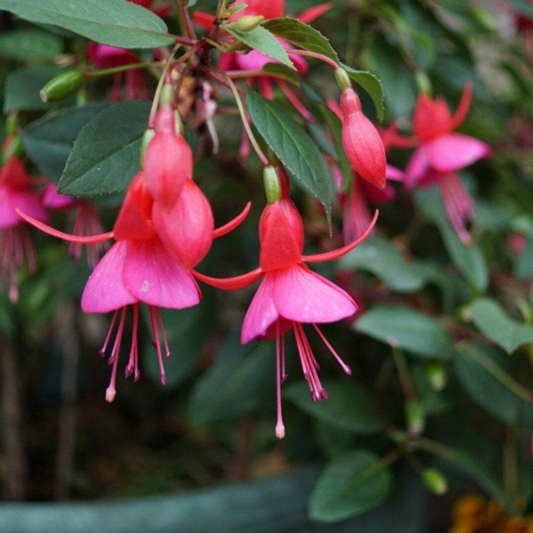 Fuchsia Display 1 Live Plant Ship in 6" Pot - Etsy