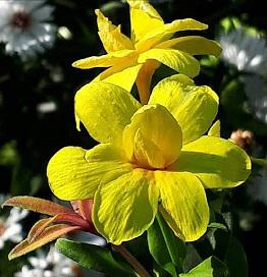Primrose Jasmine - Jasminum Mesnyi - 1 Plants - 2 Feet Tall - Ship in 6 ...