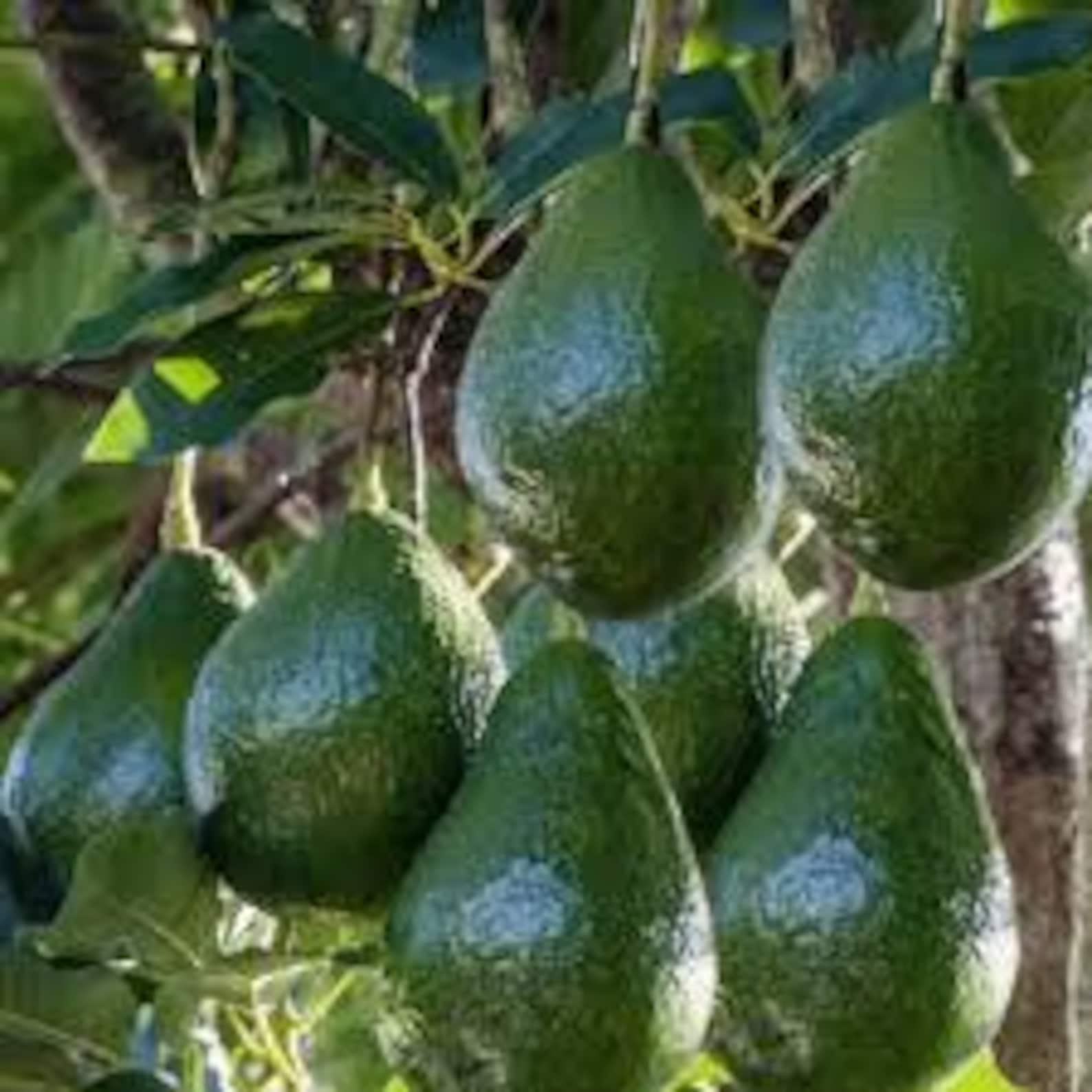 Little Cado Avocado Tree- 1 Feet Tall - Grafted Tree - Ship in Plastic ...