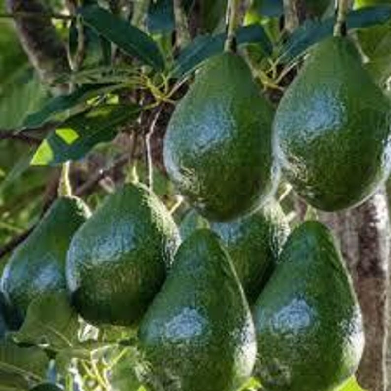 Little Cado Avocado Tree- 1 Feet Tall - Grafted Tree - Ship in Plastic ...