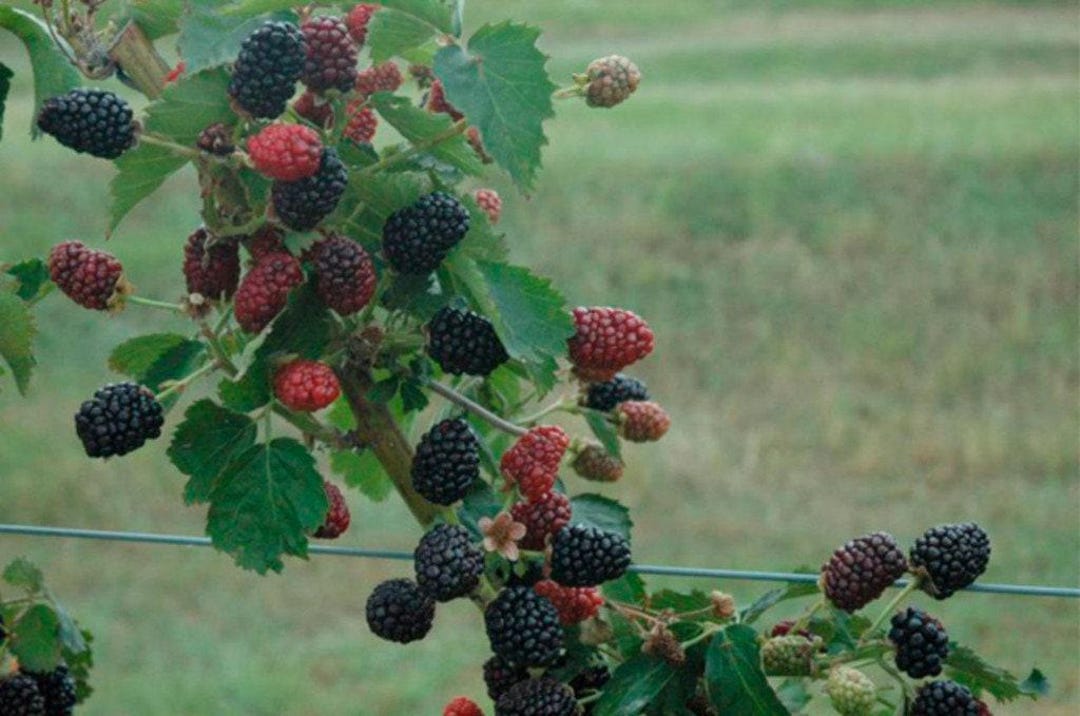 Prime-ark Freedom Blackberry - 1 Feet Tall - Ship in 6" Pot - Etsy