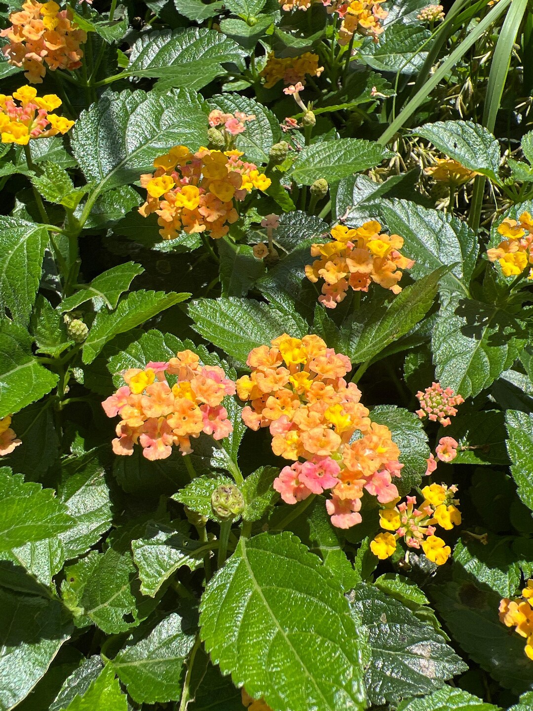 Lantana Bandana Rose Improved- Ship in 6" Pot - Etsy