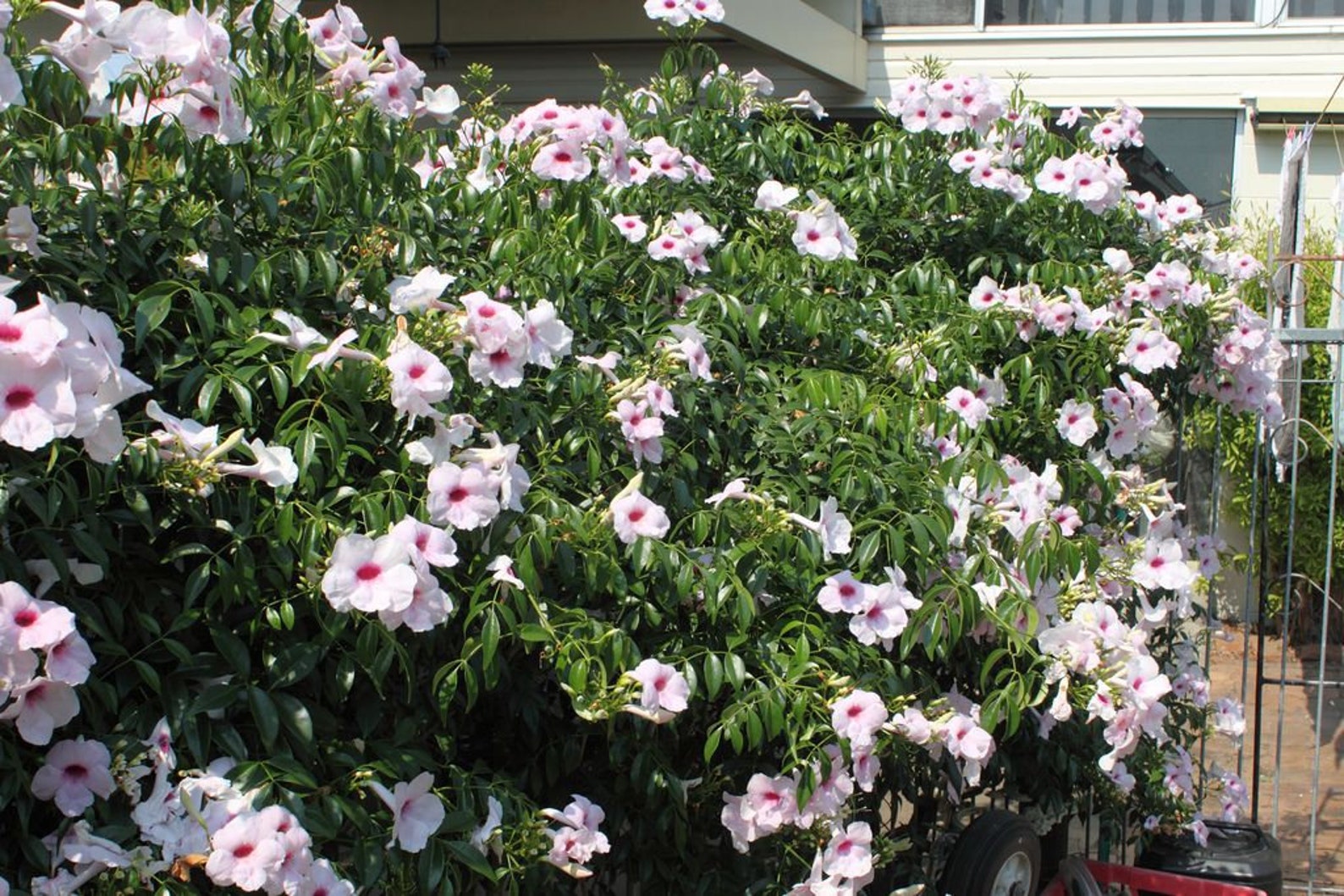 Pandorea Jasminoides Rosea 1 Live Plant 1 Feet Tall Ship - Etsy