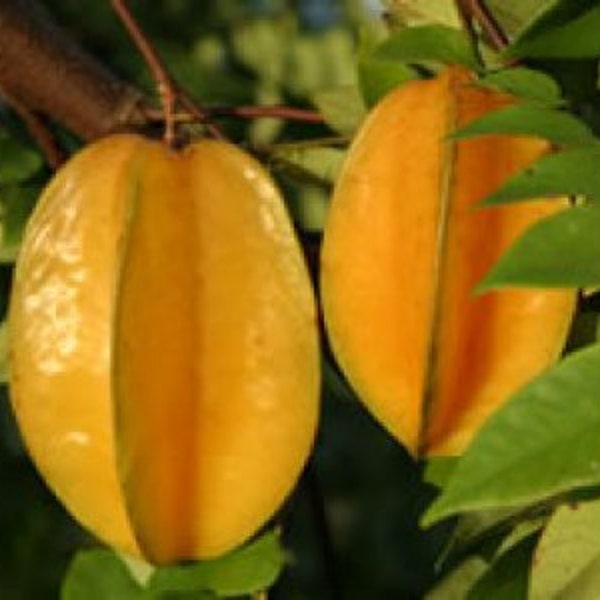 Star Fruit Plant - Etsy