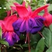 Fuchsia Voodoo 1 Live Plant Ship in 6" Pot - Etsy