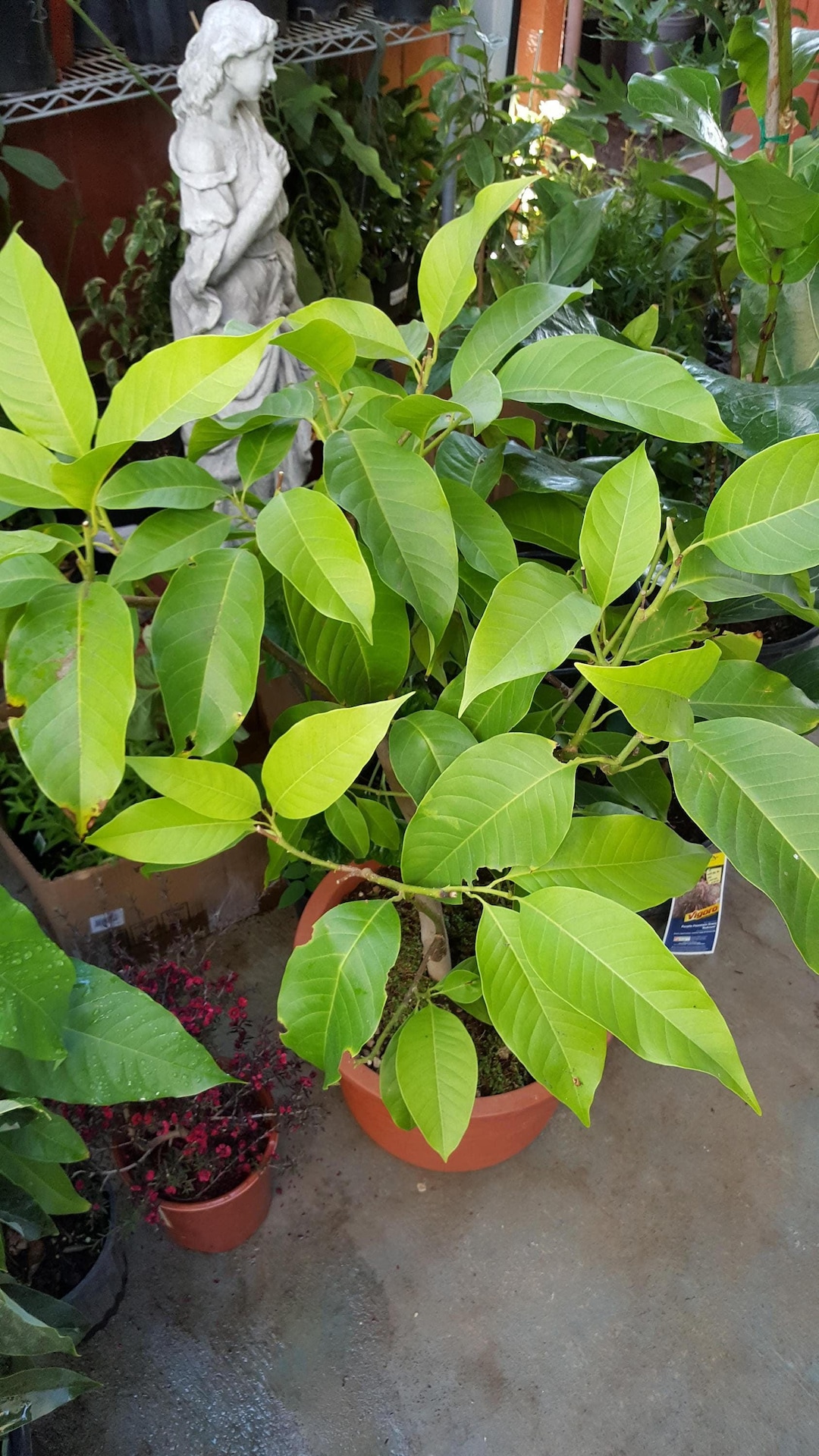 White Champaca - Big Trunk - 3 Feet Tall - Ship in 3 Gal Pot - Etsy