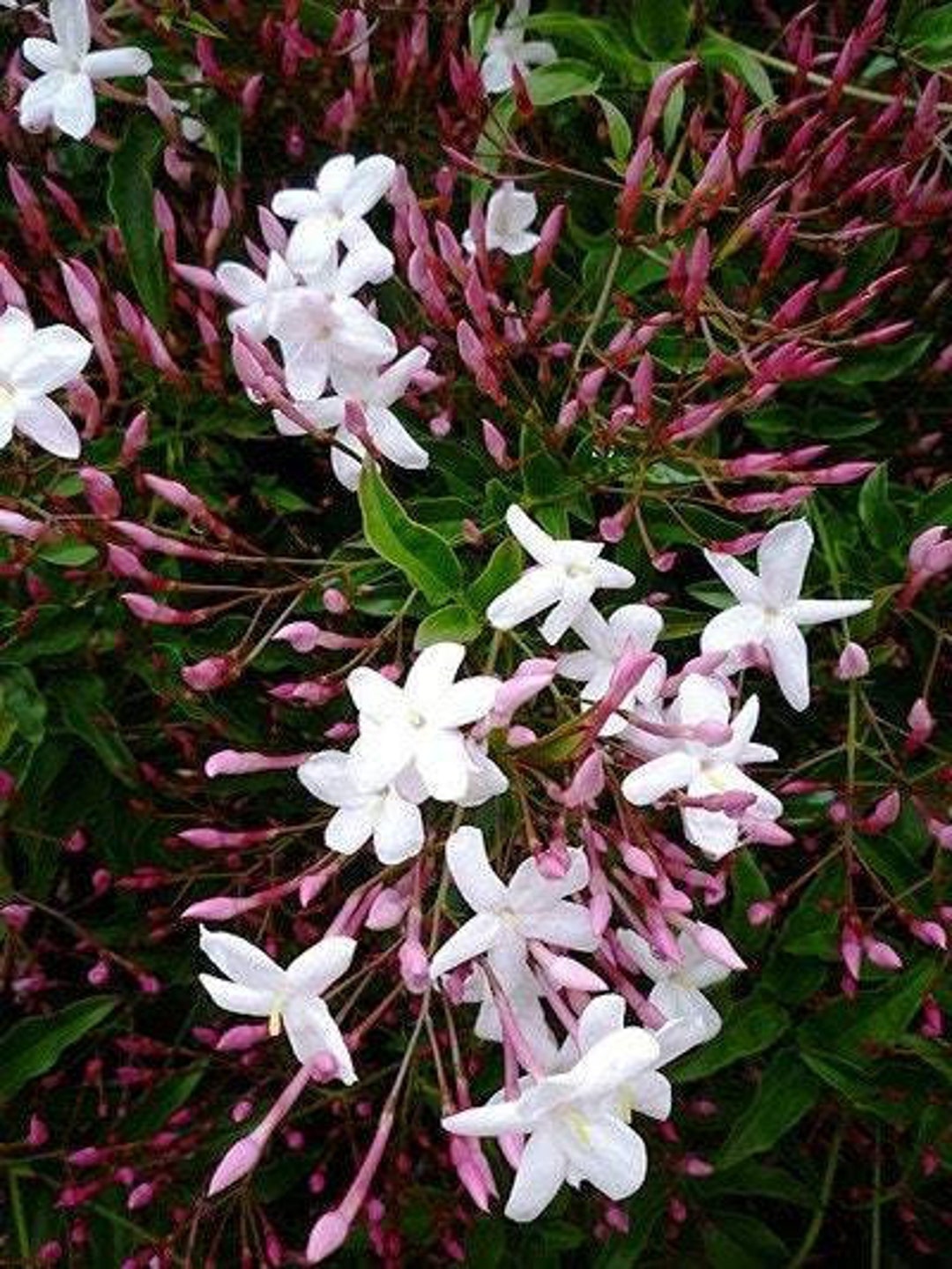 Pink Jasmine Flower