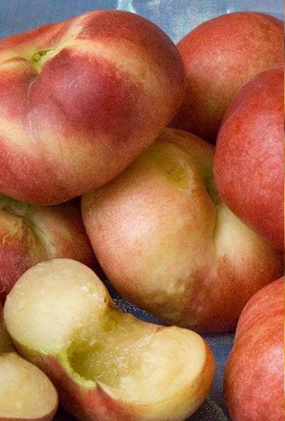 Nectarine Sauzee King White- 3 to 4 Feet Tall - Ship in 3 Gal Pot - Etsy