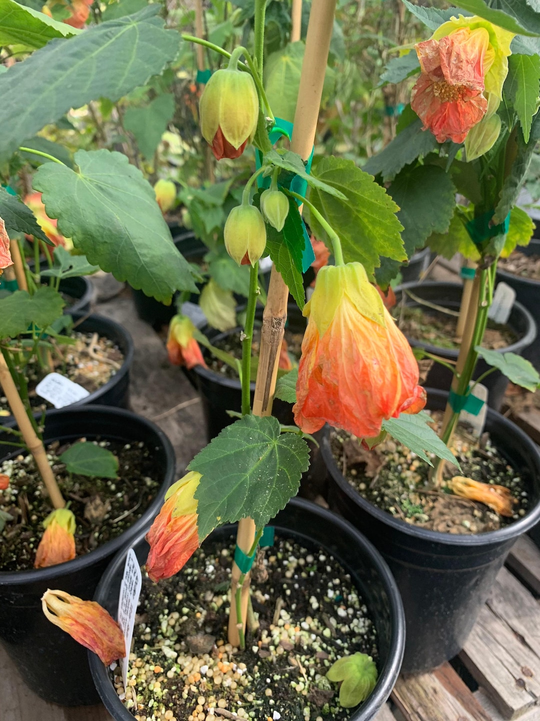 Abutilon ‘victor Reitor’ 1 Feet Tall 1 Gallon Pot - Etsy