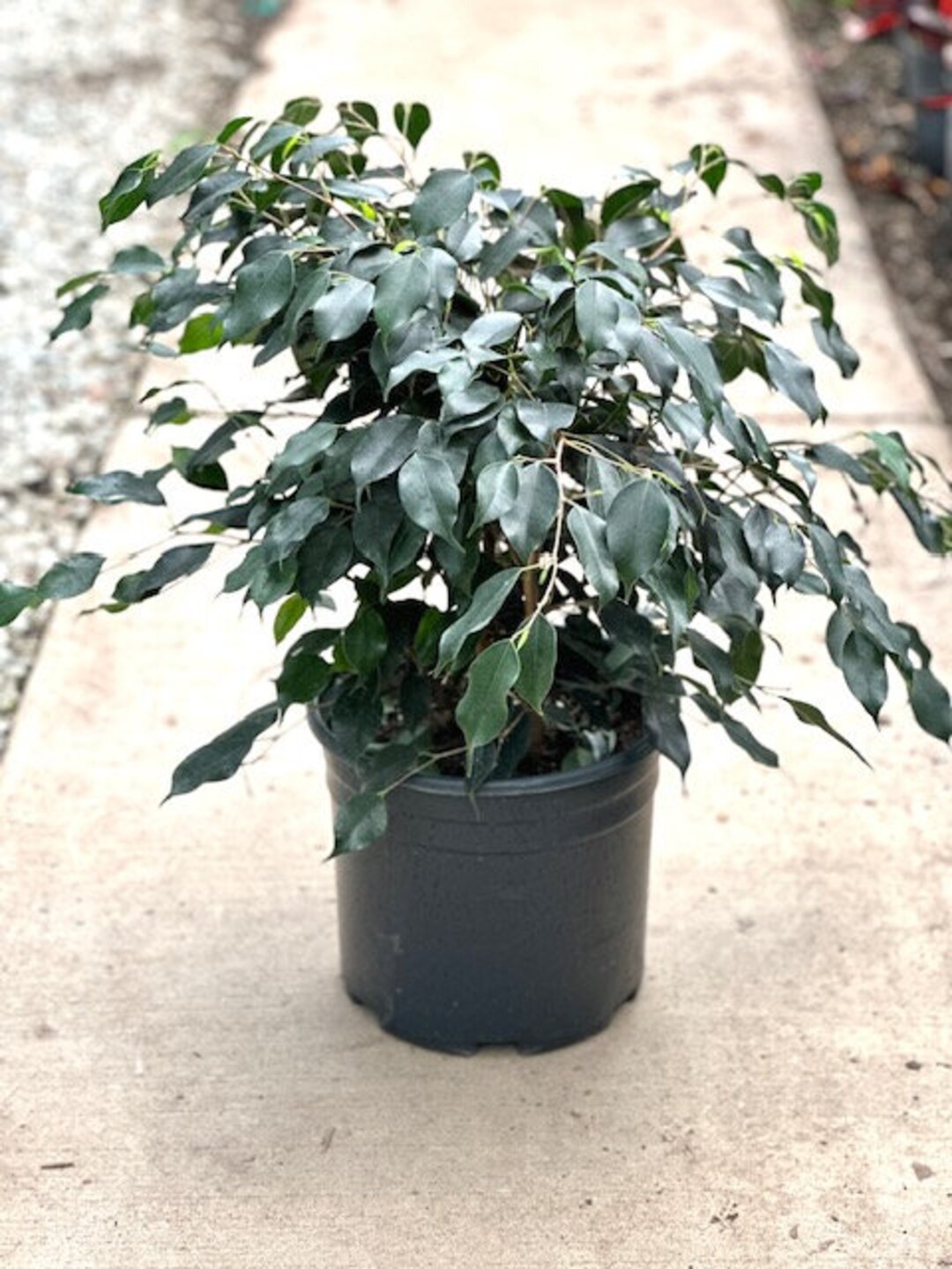 Ficus Midnight, Bush 2 Feet Tall Ship in 3gal Pot - Etsy