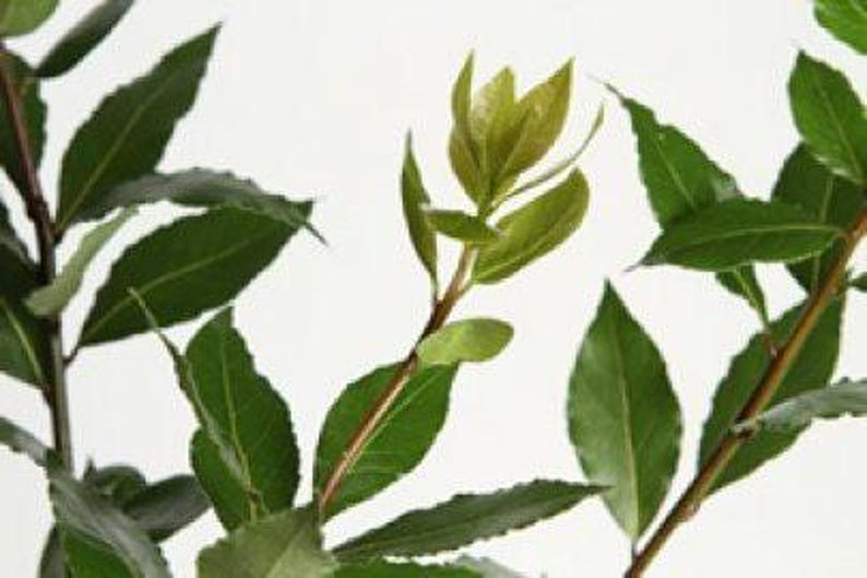Bay Leaf, Sweet Bay (laurus Nobilis) - 3gal - 2 to 3 Feet Tall - Etsy