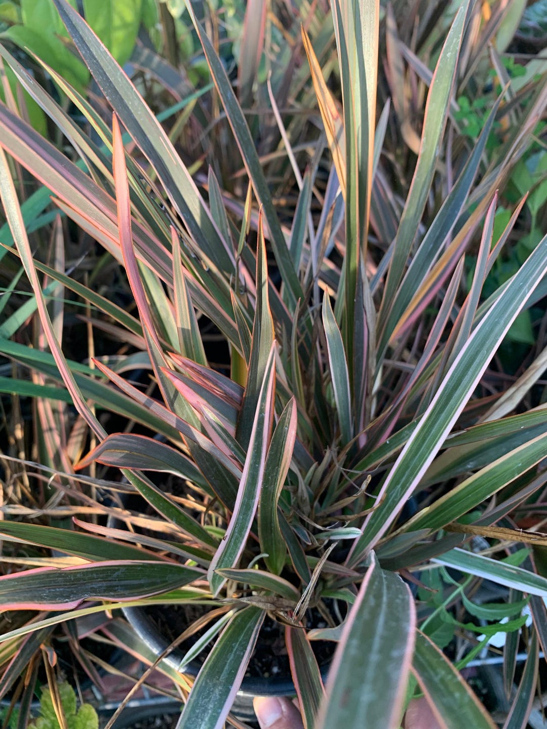 Phormium ‘rainbow Queen’ 1 Feet Tall-ship in Ship in 6" Pot - Etsy