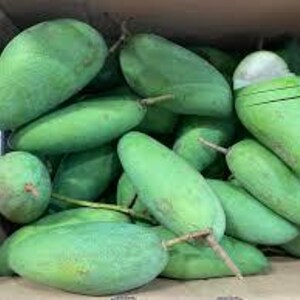 Falan Sea Mango Tree - Grafted Tree -- 1 Feet Tall -grafted - Ship in 6 ...