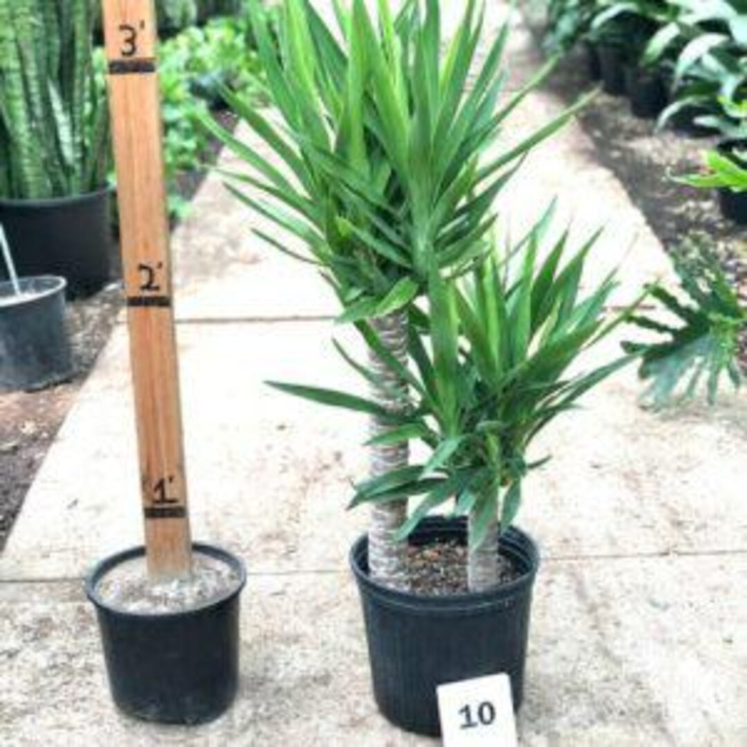 Yucca Elephantipes - 2 to 3 Feet Tall - 1 Plants - Multiple Trunks ...