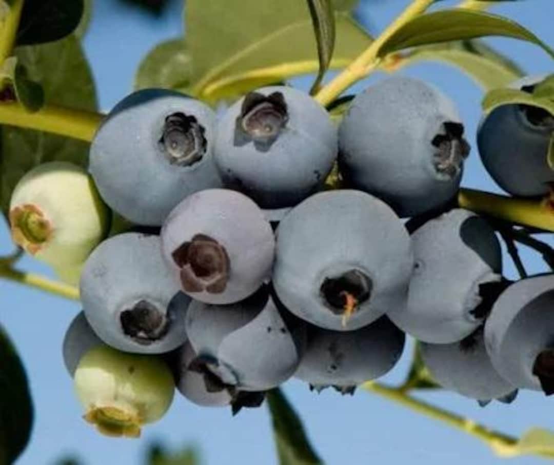 O'neal Southern Highbush Blueberry - 1 Feet Tall - Ship in 6" Pot - Etsy