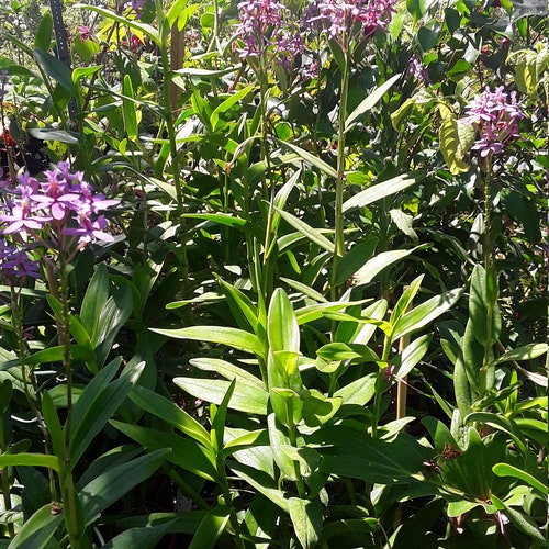 Epidendrum Orchid Plants - Etsy