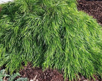 Cousin Itt Plant - Etsy