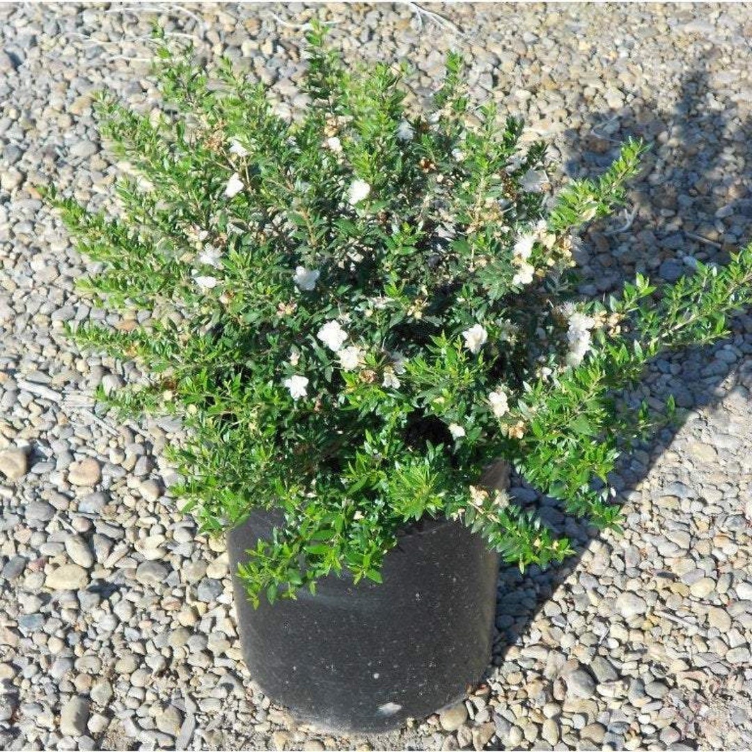 Myrtus Communis 'compacta' Dwarf Myrtle 1 Feet Tall Great for Bonsai ...
