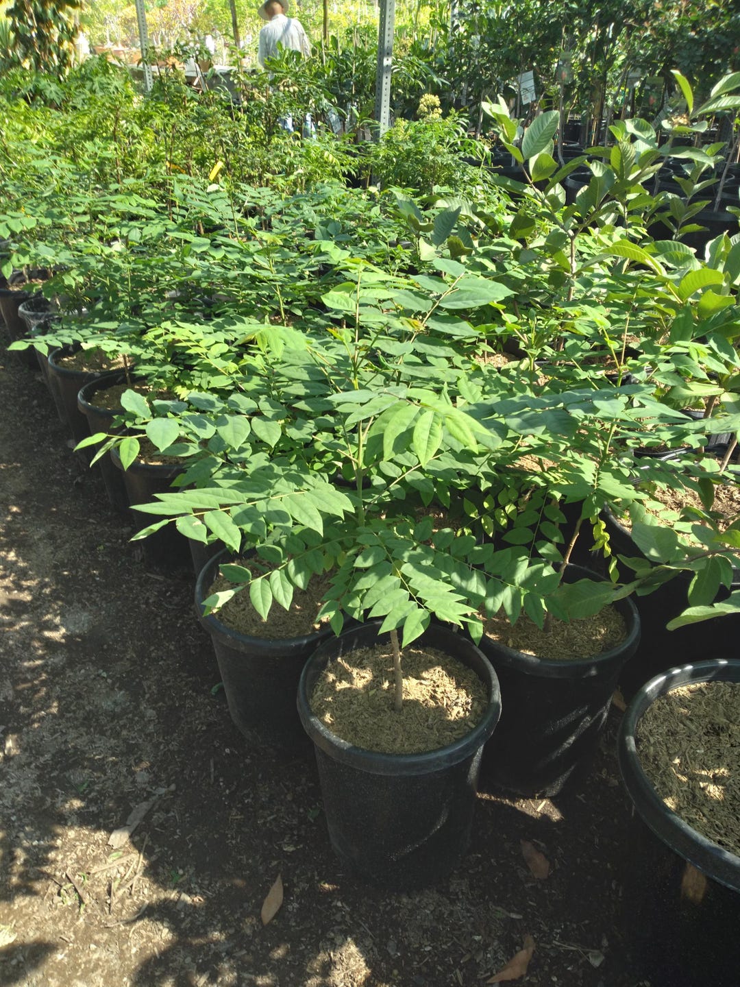 Chùm Ruột - Tropical Gooseberry - Amla Berry (indian Gooseberry) - 2 ...