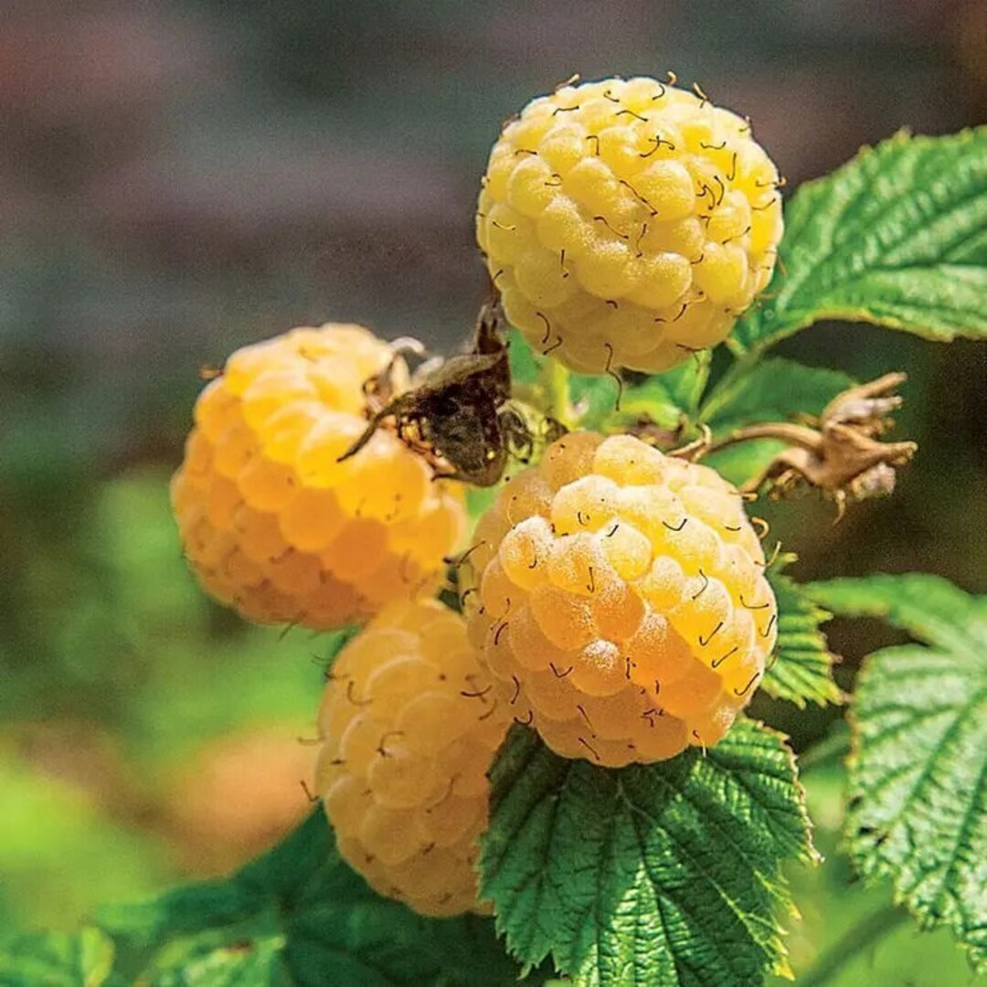 Raspberry Fall Gold 1 Plants 1 to 2 Feet Fall Ship in Pot - Etsy