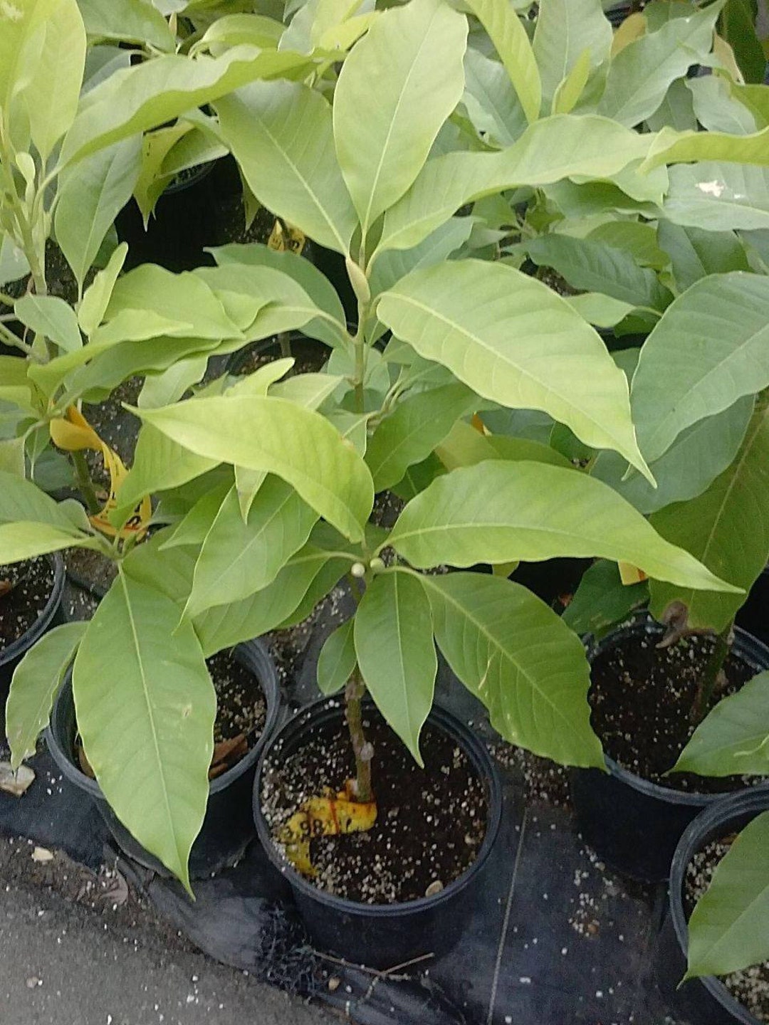 White Champaca 2 Feet Tall Air Layered Tree Ship in 6 Pot - Etsy