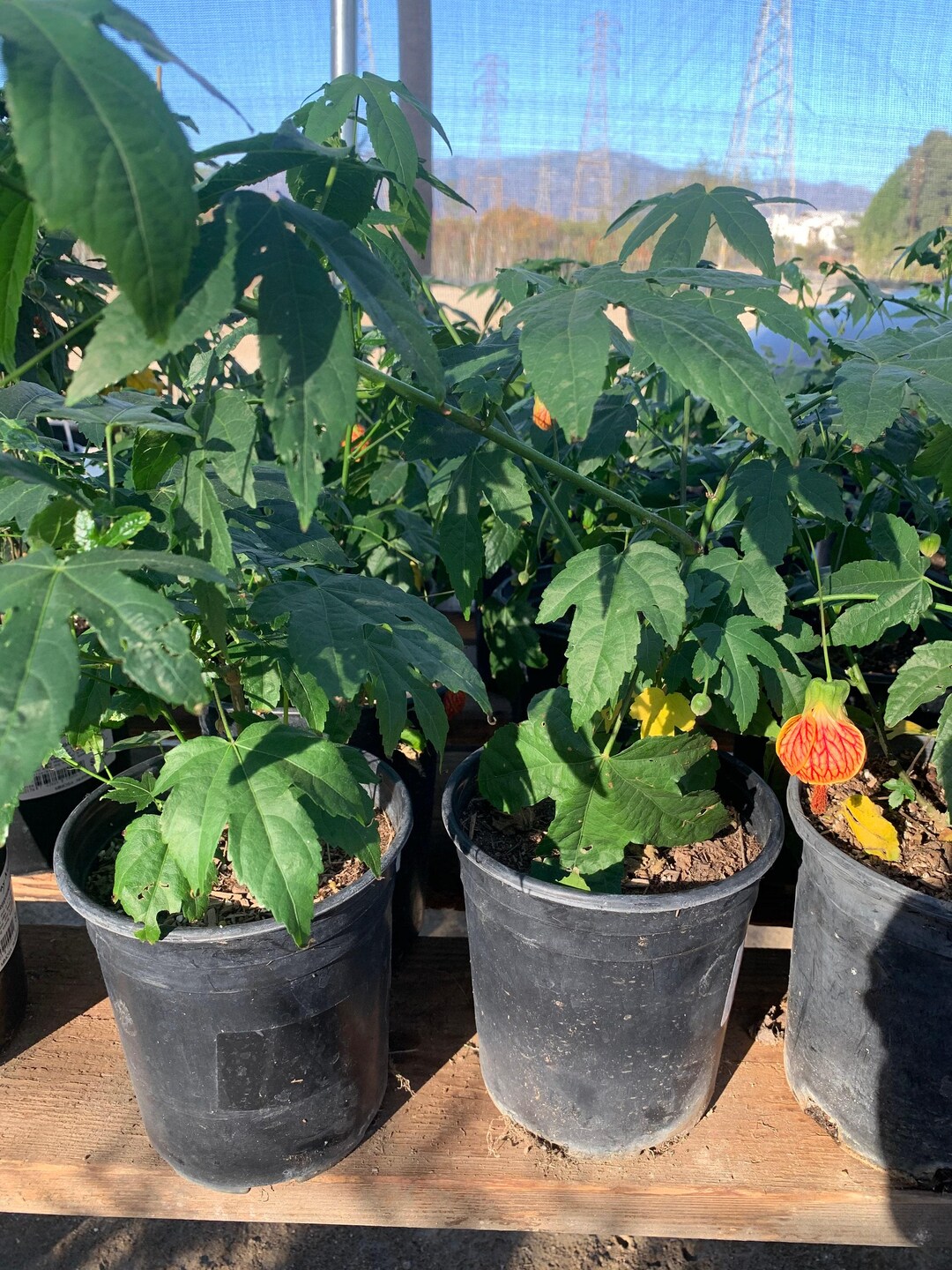 Abutilon ‘tiger Eye’ Live Plant 1 Feet Tall Ship in 6" Pot - Etsy