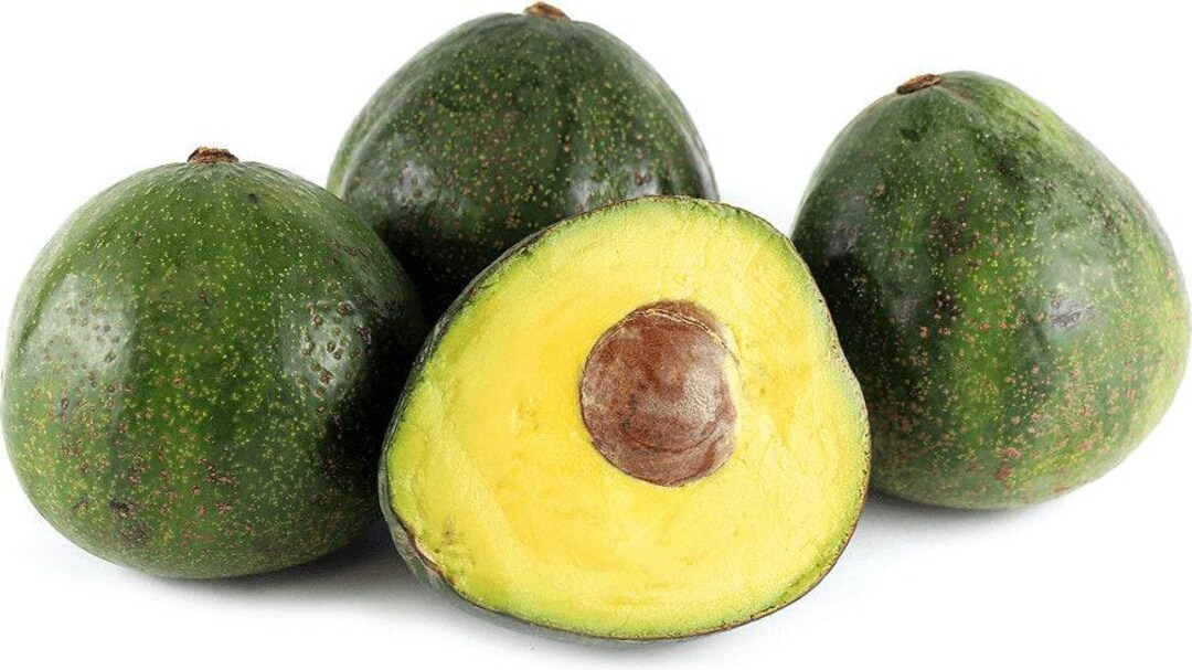 Nabal Avocado Tree- 2 to 3 Feet Tall - Grafted Tree - Ship in 3gal Pot ...