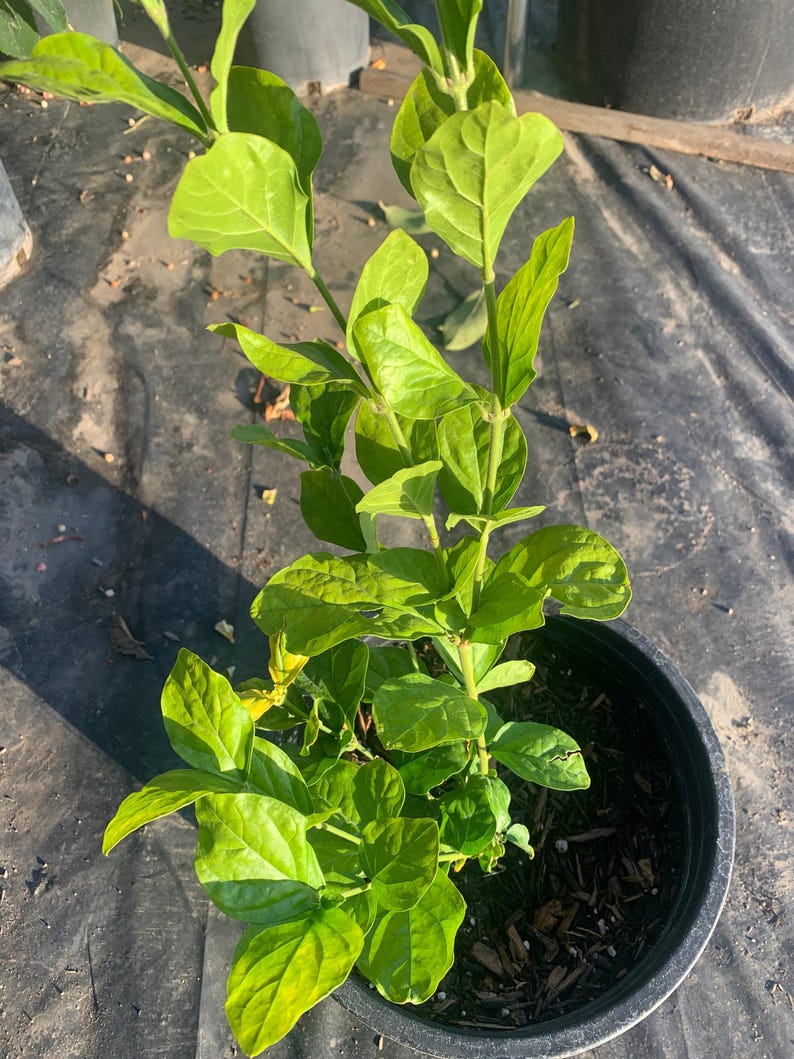 Sambac Jasmine Double Flower Ship in 6" Pot - Etsy