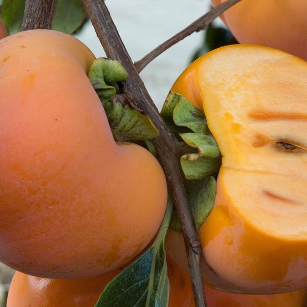 Giant Fuyu Persimmon Tree - Etsy