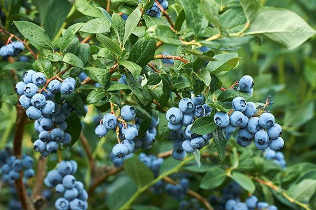 Misty Blueberry (vaccinium ‘misty’) 1 Feet Tall 6" Pot - Etsy