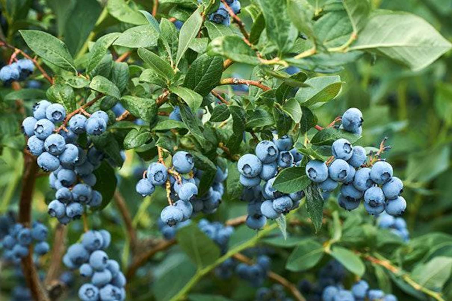 Misty Blueberry (vaccinium ‘misty’) 1 Feet Tall 6" Pot - Etsy