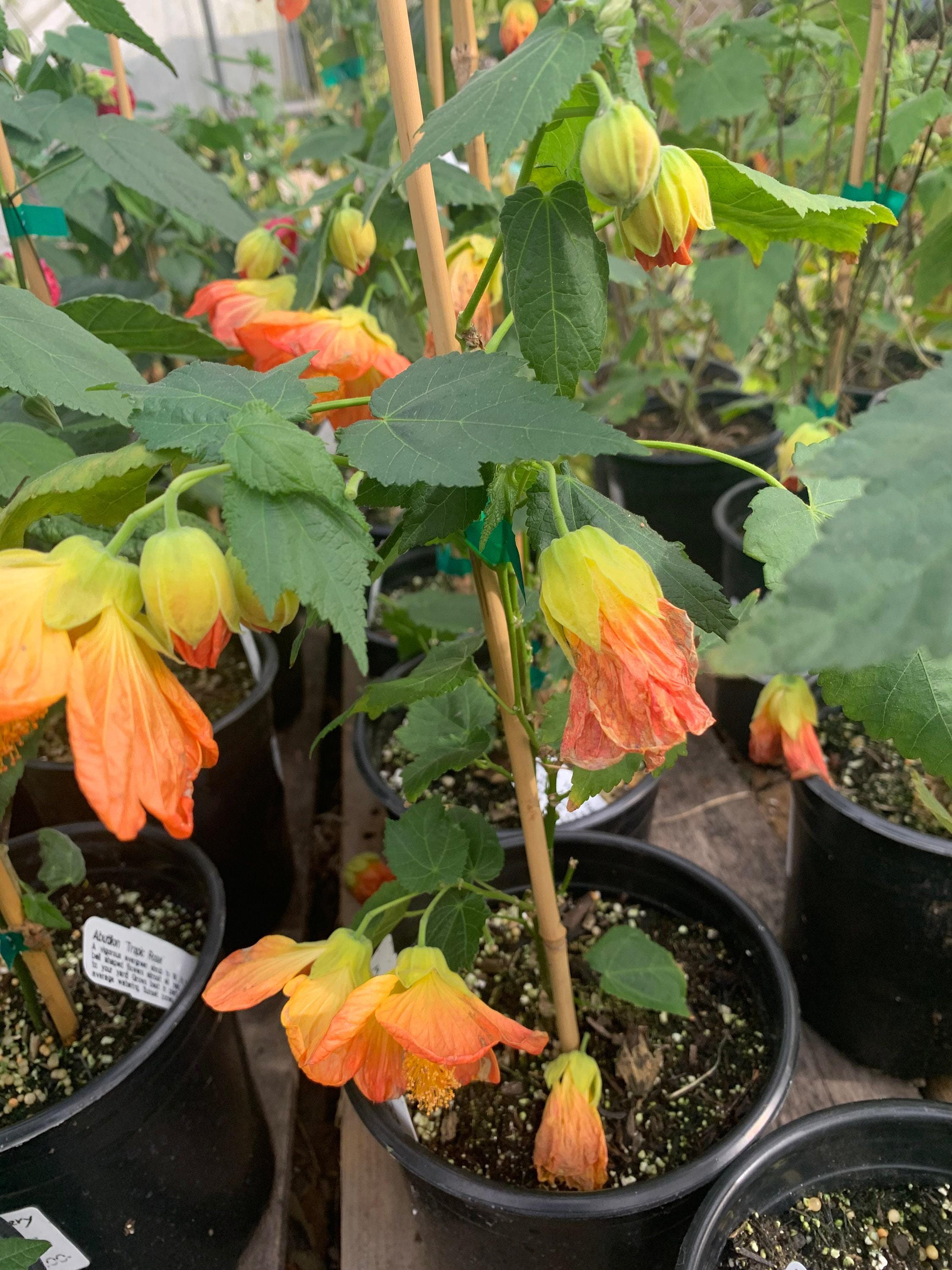 Abutilon ‘victor Reitor’ 1 Feet Tall 1 Gallon Pot - Etsy